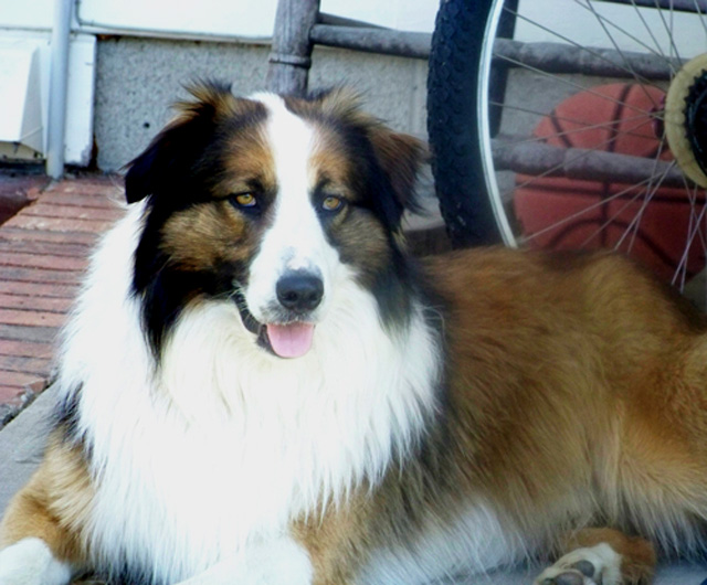 BUTCHER'S BJ PEDIGREE