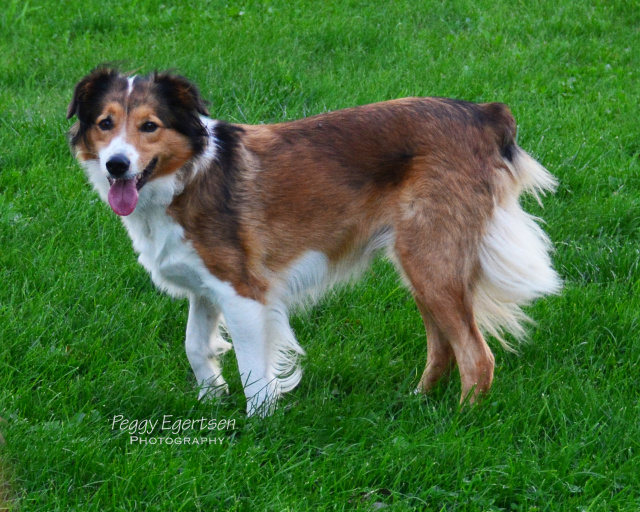 English Shepherds Puppies!